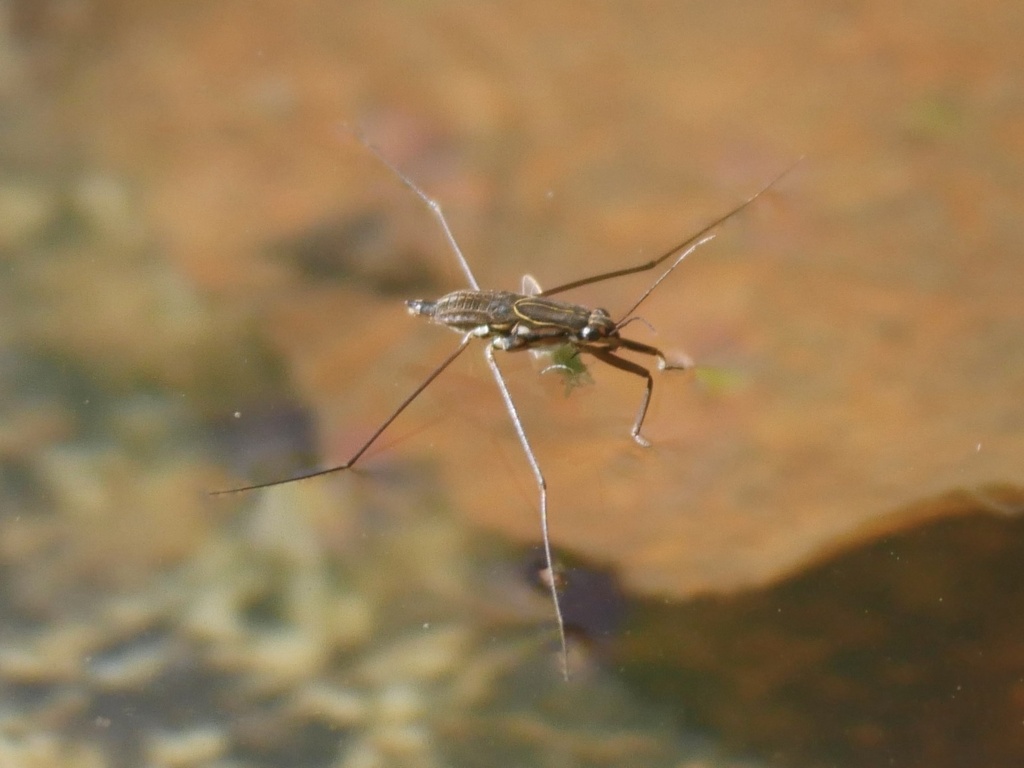 Limnogonus luctuosus from Tahiti, French Polynesia, PF on September 23 ...