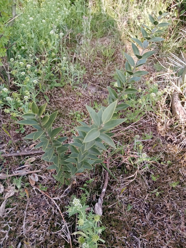 Common White Quebracho from Paysandú Uruguay on September 25, 2022 at ...