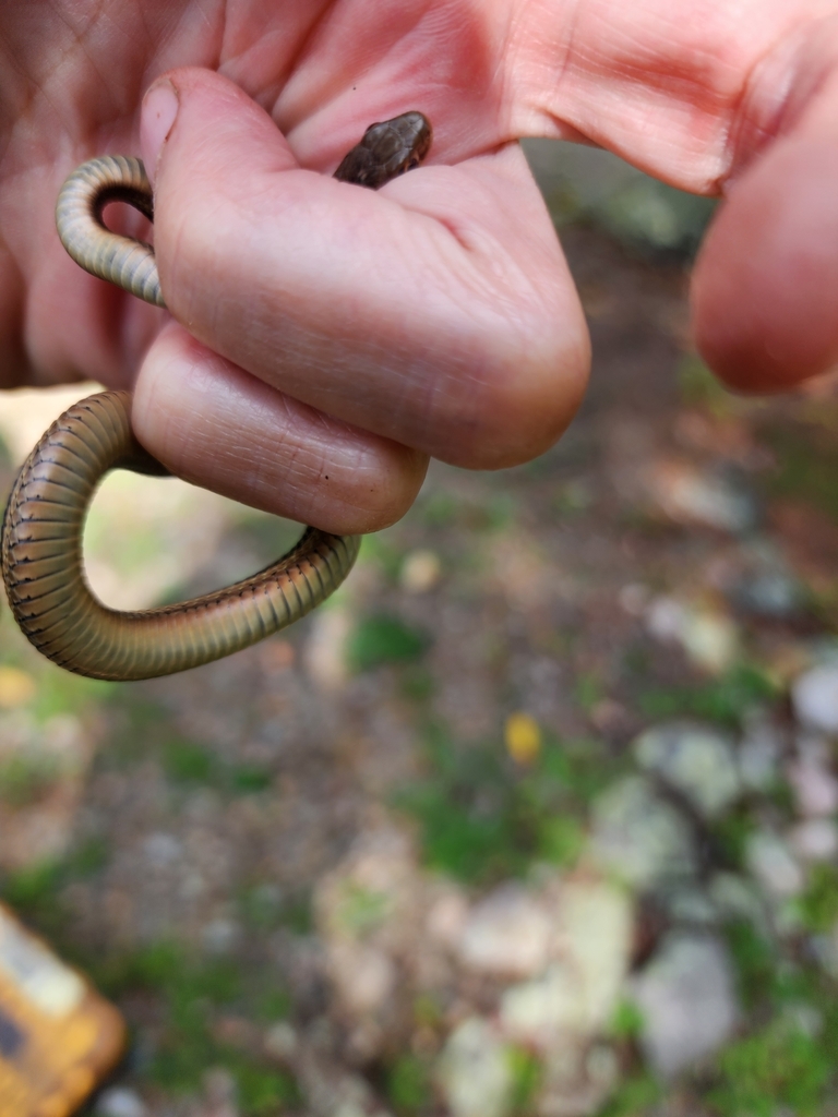 Eastern Garter Snake from Stony River Township, MN, USA on September 25 ...