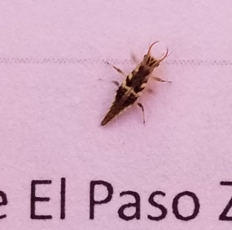 Common Green Lacewings from El Paso Zoo, Washington Park, El Paso, TX ...