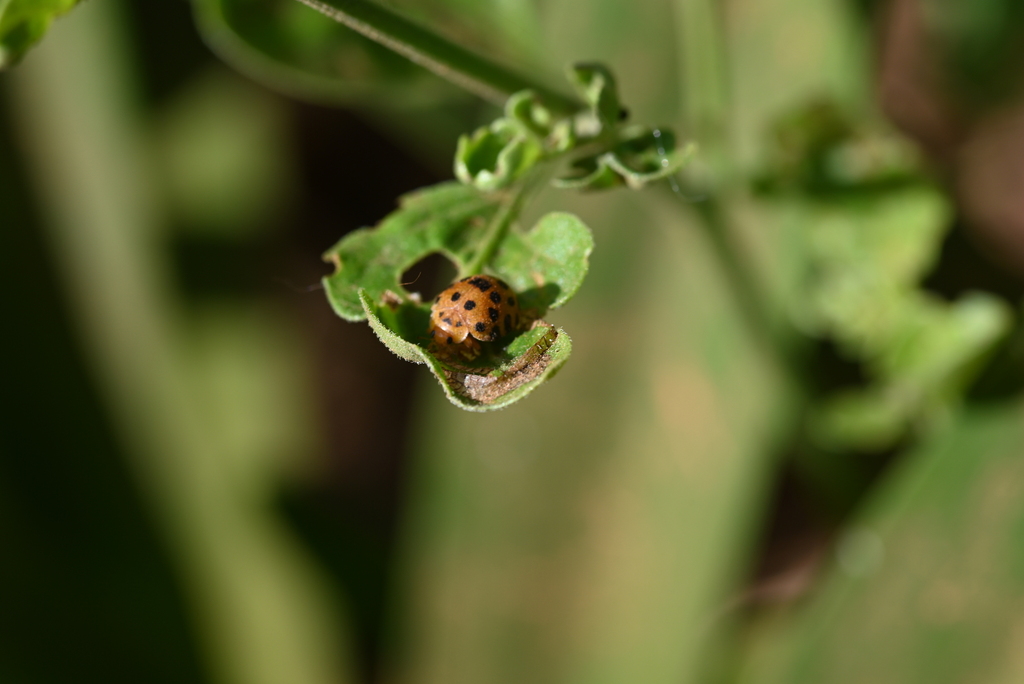 Hadda Beetle from Palermo, CABA, Argentina on September 25, 2022 at 03: ...