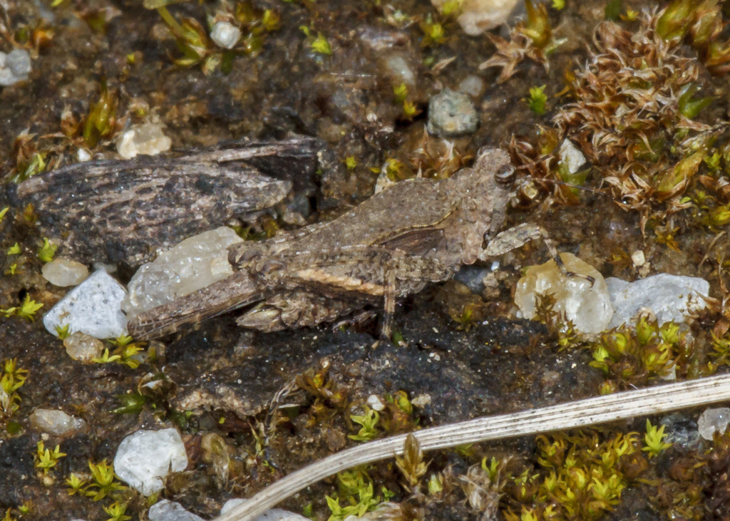 Obscure Grouse Locust from Rockland County, NY, USA on April 17, 2013 ...