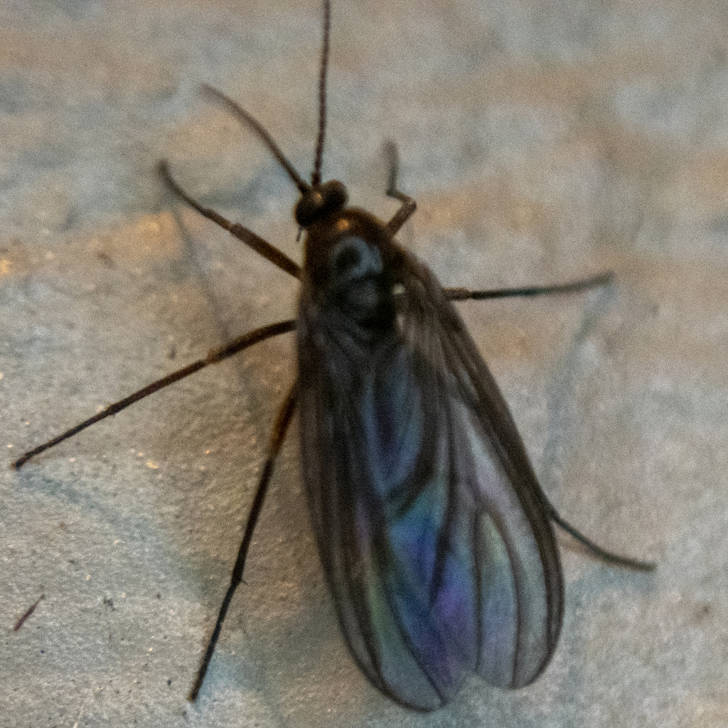 Dark-winged Fungus Gnats from Shepard Settlement, Onondaga County, NY ...