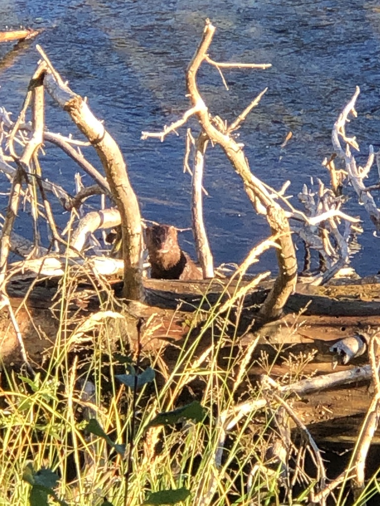 American Mink from Henrys Fork, Island Park, ID, US on September 25 ...