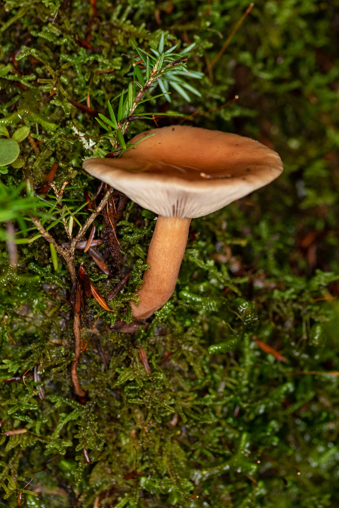 Birch Milkcap from Clarion County, PA, USA on September 23, 2022 at 09: ...