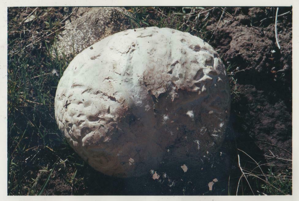 Western Giant Puffball from Kern County, CA, USA by mrydfrn · iNaturalist