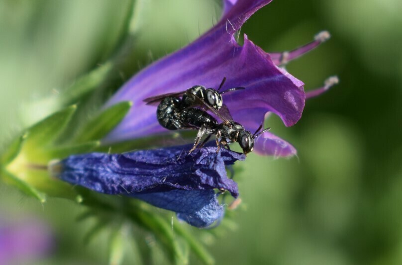 Small Carpenter Bees from Las Colonias, Santa Fe, Argentina on ...