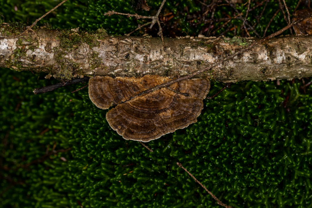 Thin-walled Maze Polypore from Clarion County, PA, USA on September 23 ...