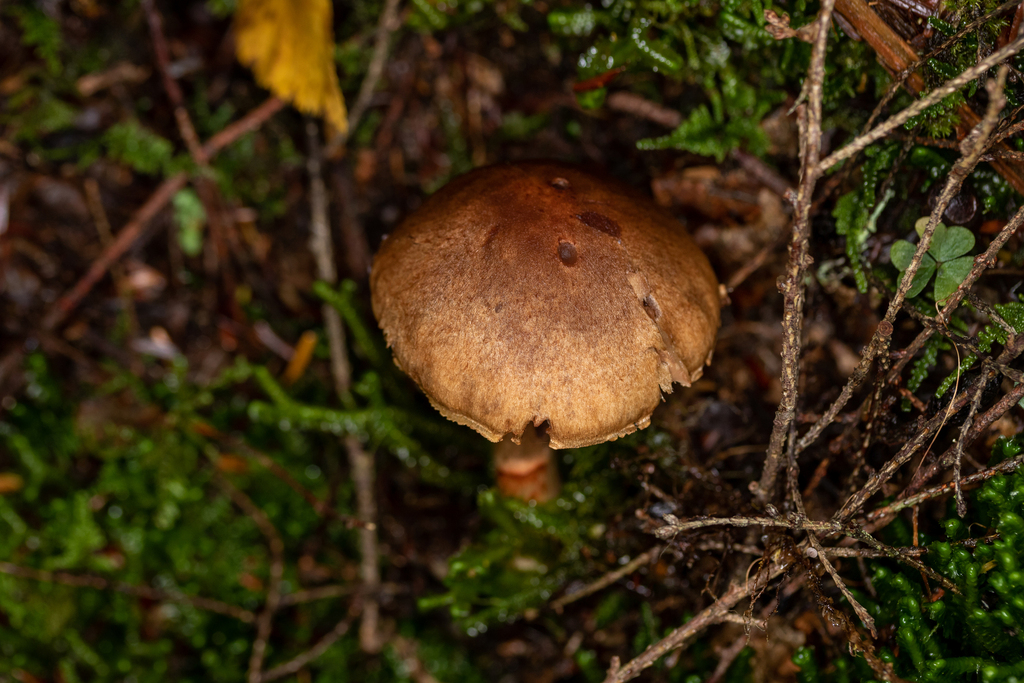 red-banded webcap from Clarion, Pennsylvania, United States on ...