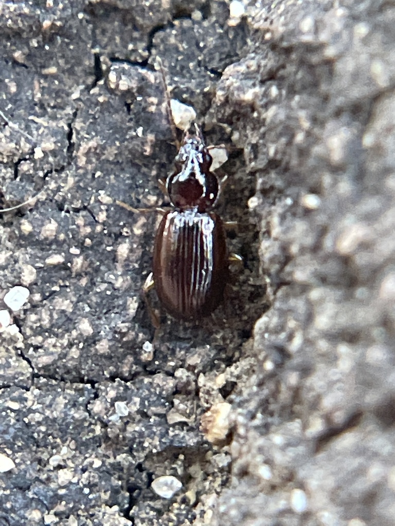 Trechus obtusus from Elkhorn Rd, Castroville, CA, US on September 25 ...