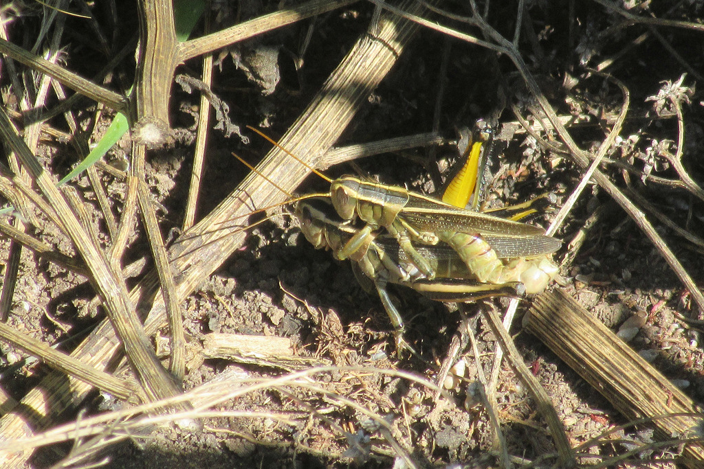 Two-striped Grasshopper from Montrose County, CO, USA on September 17 ...