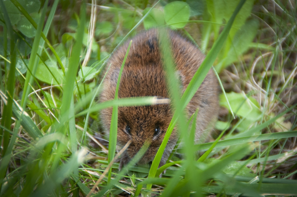Meadow Vole from East Marlborough Township, PA 19348, USA on September ...