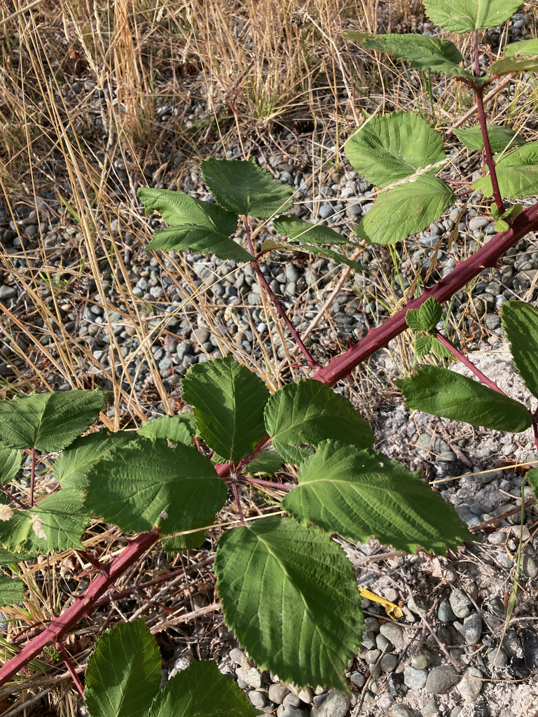 Himalayan Blackberry from Comox-Strathcona, British Columbia, Canada on ...
