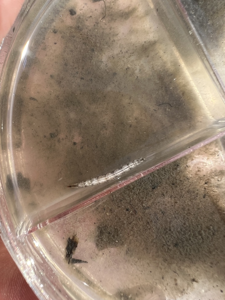Horse and Deer Flies from Ray Roberts Lake State Park, Denton, TX, US ...