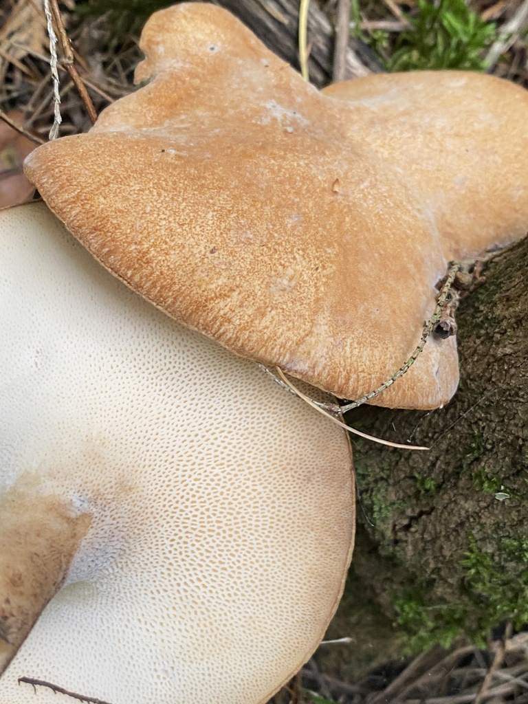 Rooting Polypore from New Haven, VT, US on September 25, 2022 at 01:11 ...