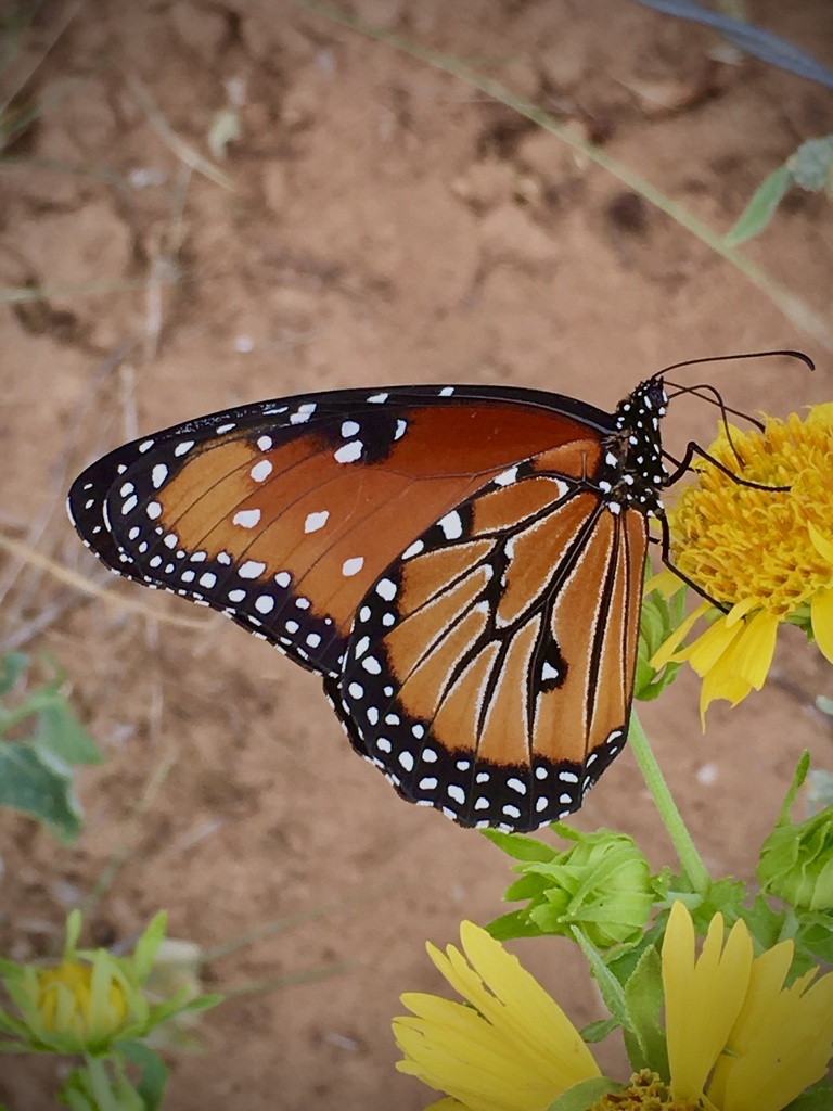 Queen from Aline, OK, US on September 24, 2022 at 11:54 AM by ...
