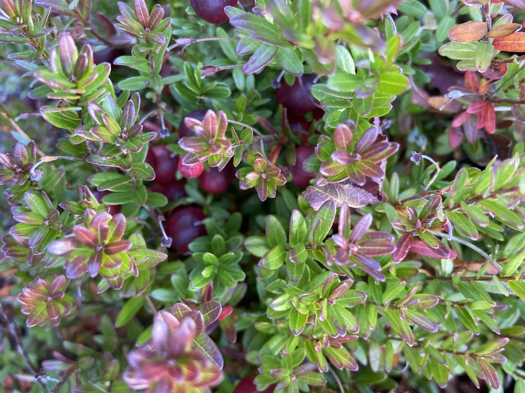 American Cranberry in September 2022 by shawnjen · iNaturalist