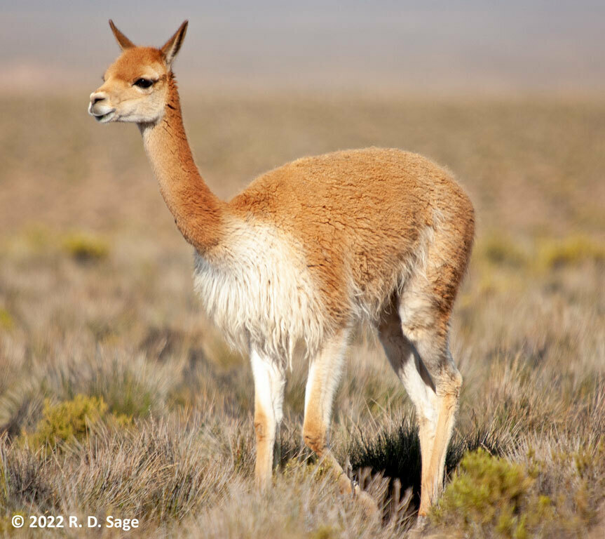 Camelids (Camelidae) - Know Your Mammals
