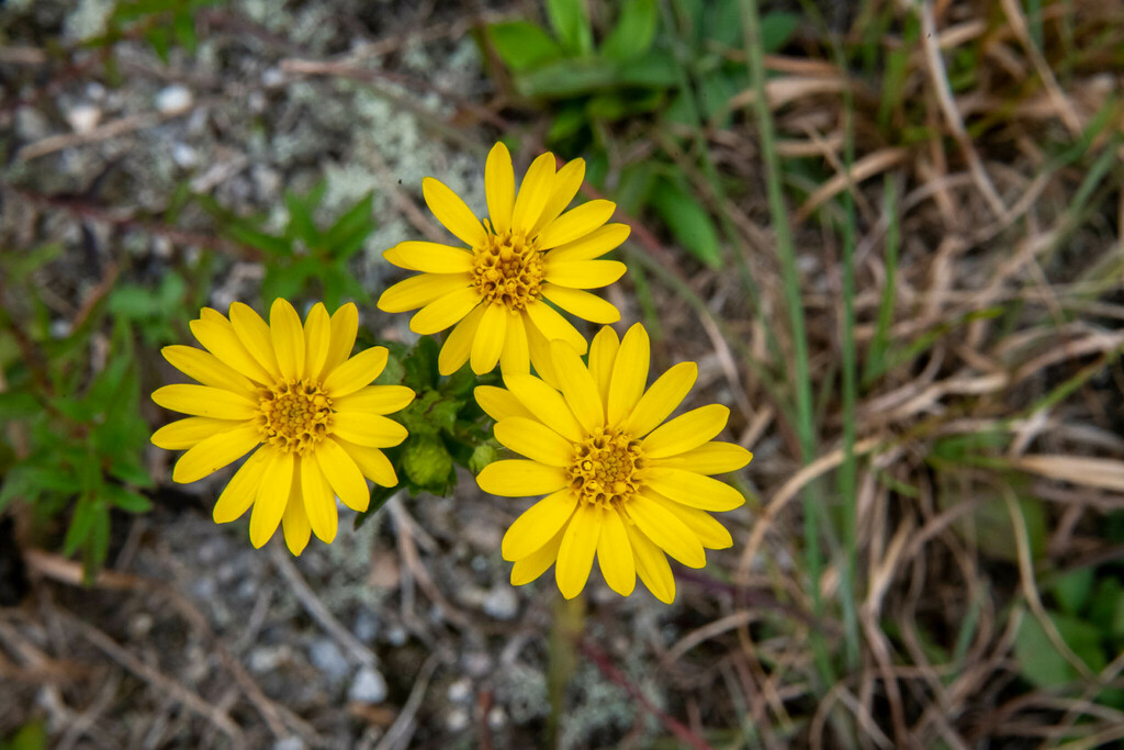 Maryland golden-aster from Greenville County, SC, USA on September 25 ...