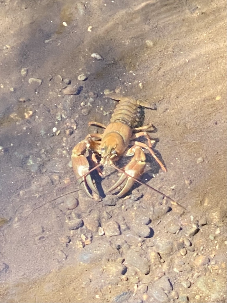 Signal Crayfish from Forest Park Dr NE, Lake Forest Park, WA, US on ...