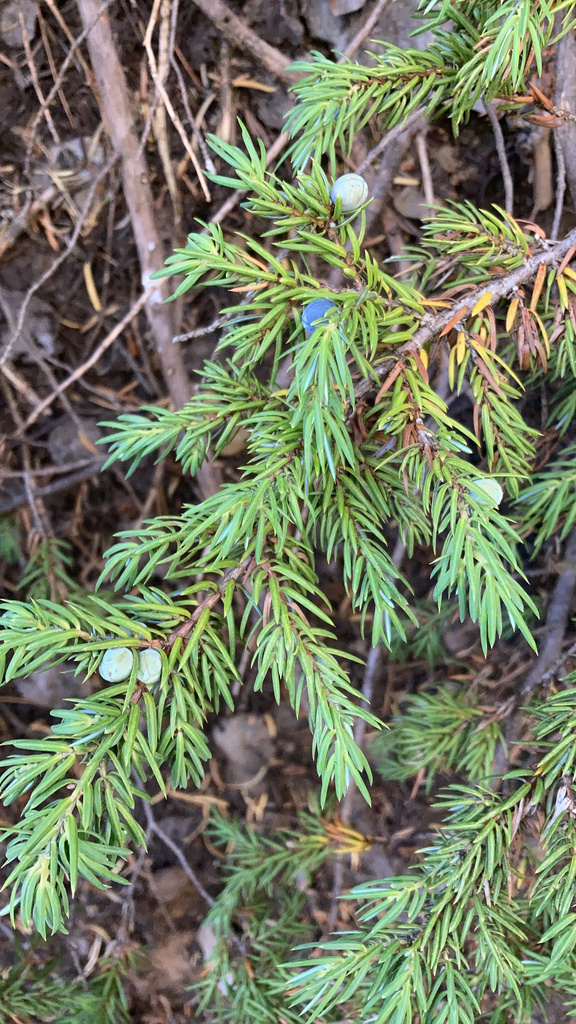 common juniper from Clark County, US-NV, US on September 25, 2022 at 07 ...