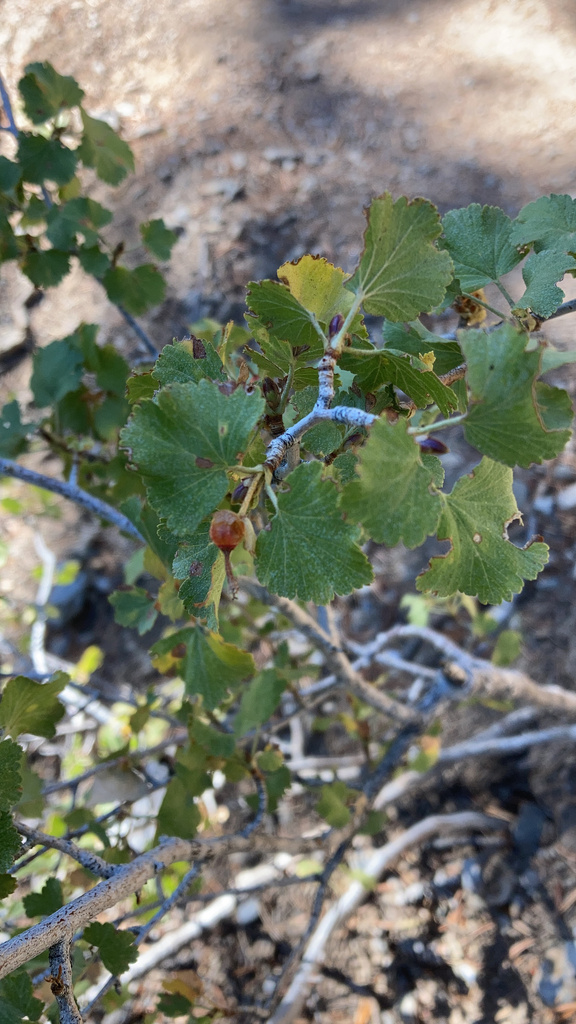 wax currant from Clark County, US-NV, US on September 25, 2022 at 08:43 ...