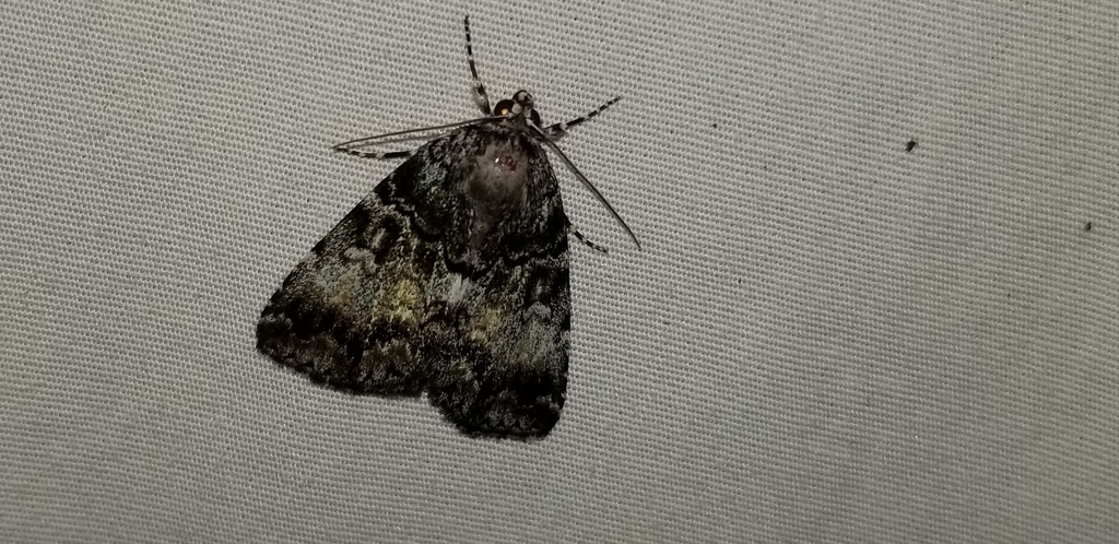 False Underwing from Howard, Maryland, United States on August 16, 2018 ...