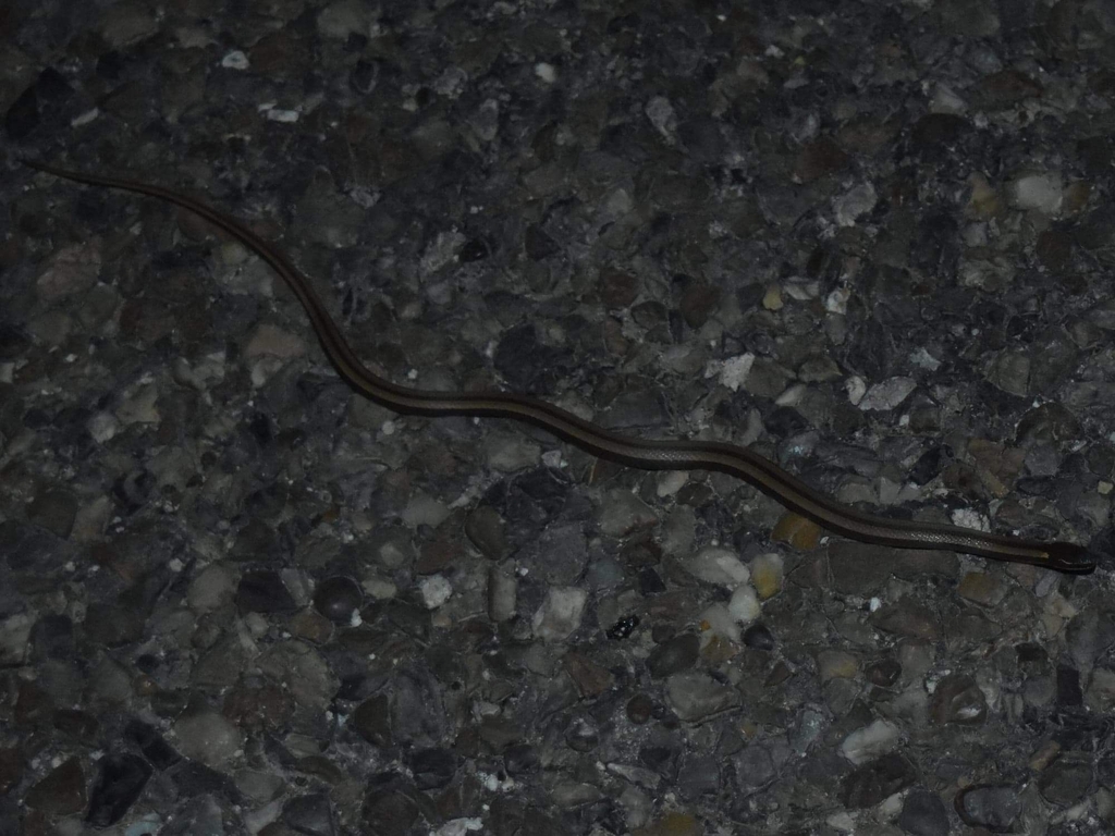 Black-striped Snake in September 2022 by Chris Bentley · iNaturalist