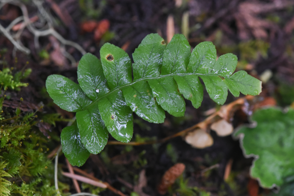 western polypody (Polypodium hesperium) - Botanical Realm
