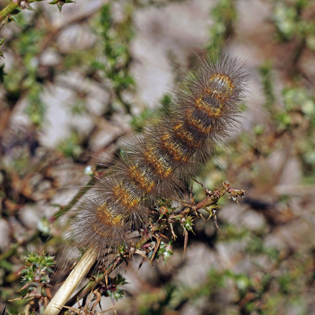 Salt Marsh Moth from Yorba Linda, CA, USA on September 25, 2022 at 11: ...