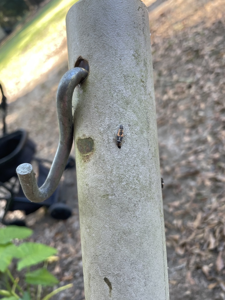 Asian Lady Beetle from Spring Valley Rd, Bogalusa, LA, US on September ...