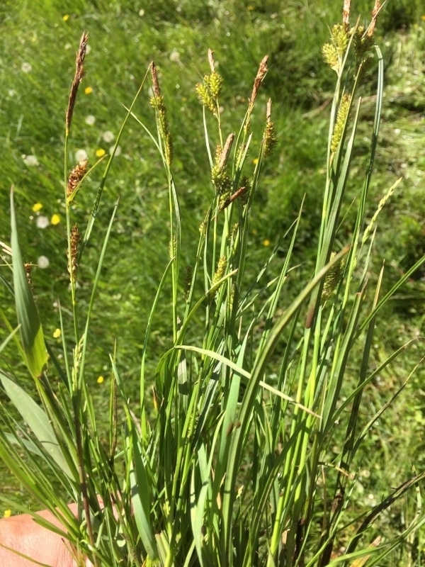 Осока светлая (Растения Тюменского района и Тюмени. Часть 1.) · iNaturalist