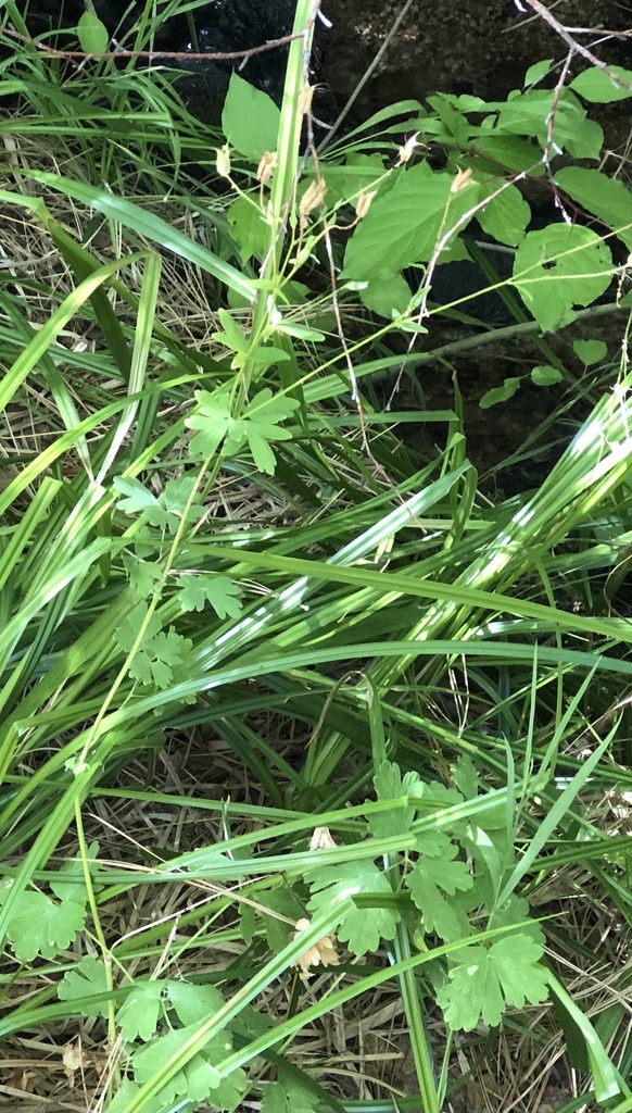 western columbine from Inyo National Forest, Bishop, CA, US on ...