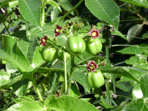 Bellyache Bush (Flora Singapore List J) · iNaturalist