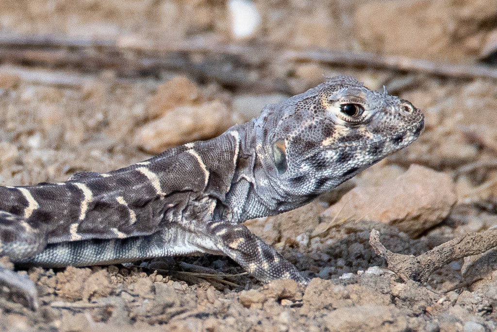 Blunt-nosed Leopard Lizard in September 2022 by taco_night · iNaturalist