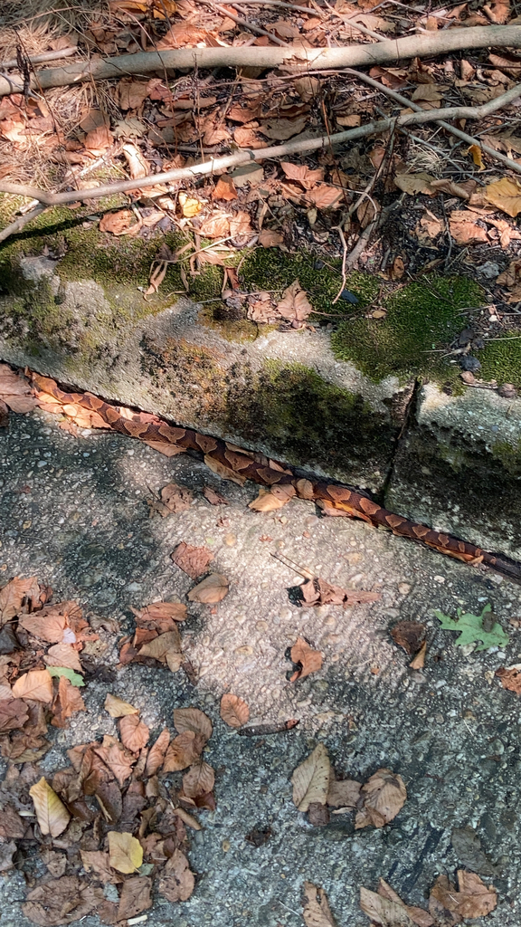 Eastern Copperhead from Alpine on September 25, 2022 at 01:19 PM by ...