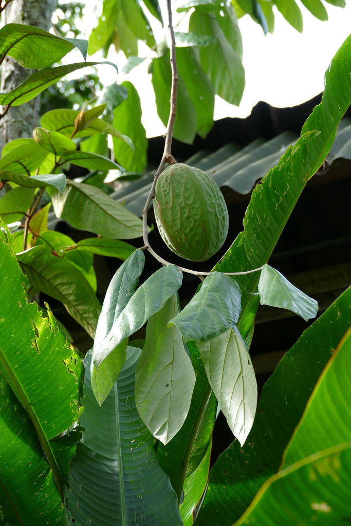 Mocambo tree from Atalaia do Norte, AM, BR on April 9, 2022 at 02:24 PM ...
