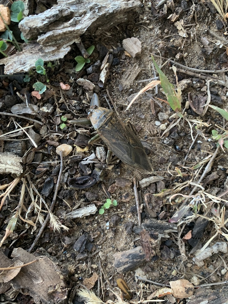 Uhler's Giant Water Bug from University of North Texas, Denton, TX, US ...