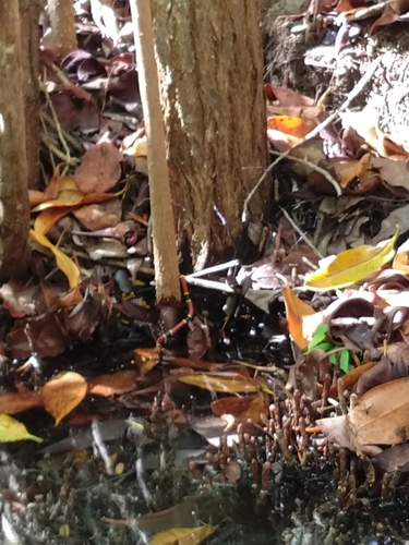 Variable Coralsnake (Micrurus diastema) - Snakes and Lizards