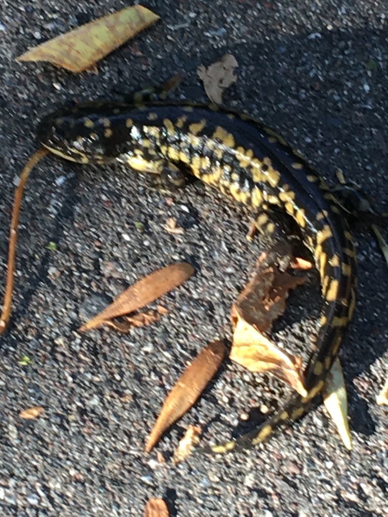 Tiger Salamander from Zimmerman, MN, US on September 25, 2022 at 05:23 ...