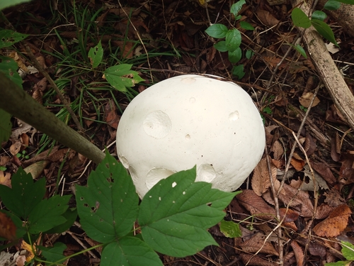 Observations by nicothoe · iNaturalist