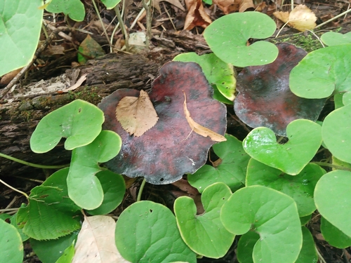 Observations by nicothoe · iNaturalist