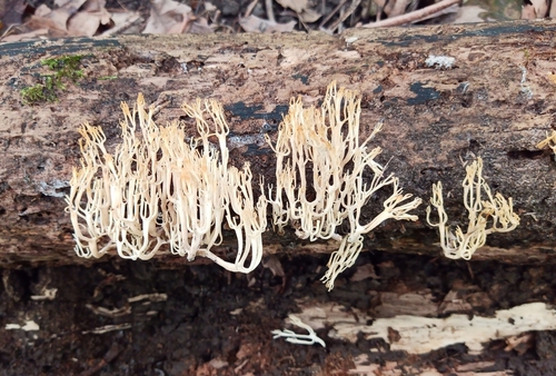 Observations by nicothoe · iNaturalist