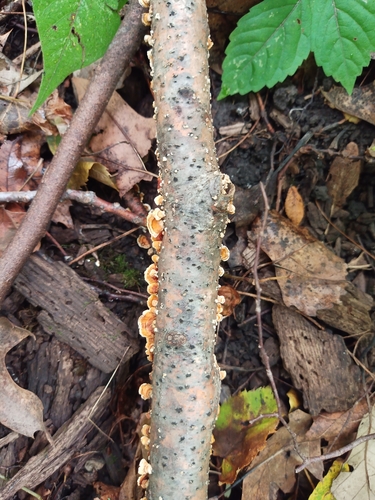 Observations by nicothoe · iNaturalist