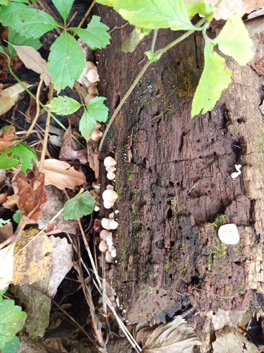 Observations by nicothoe · iNaturalist