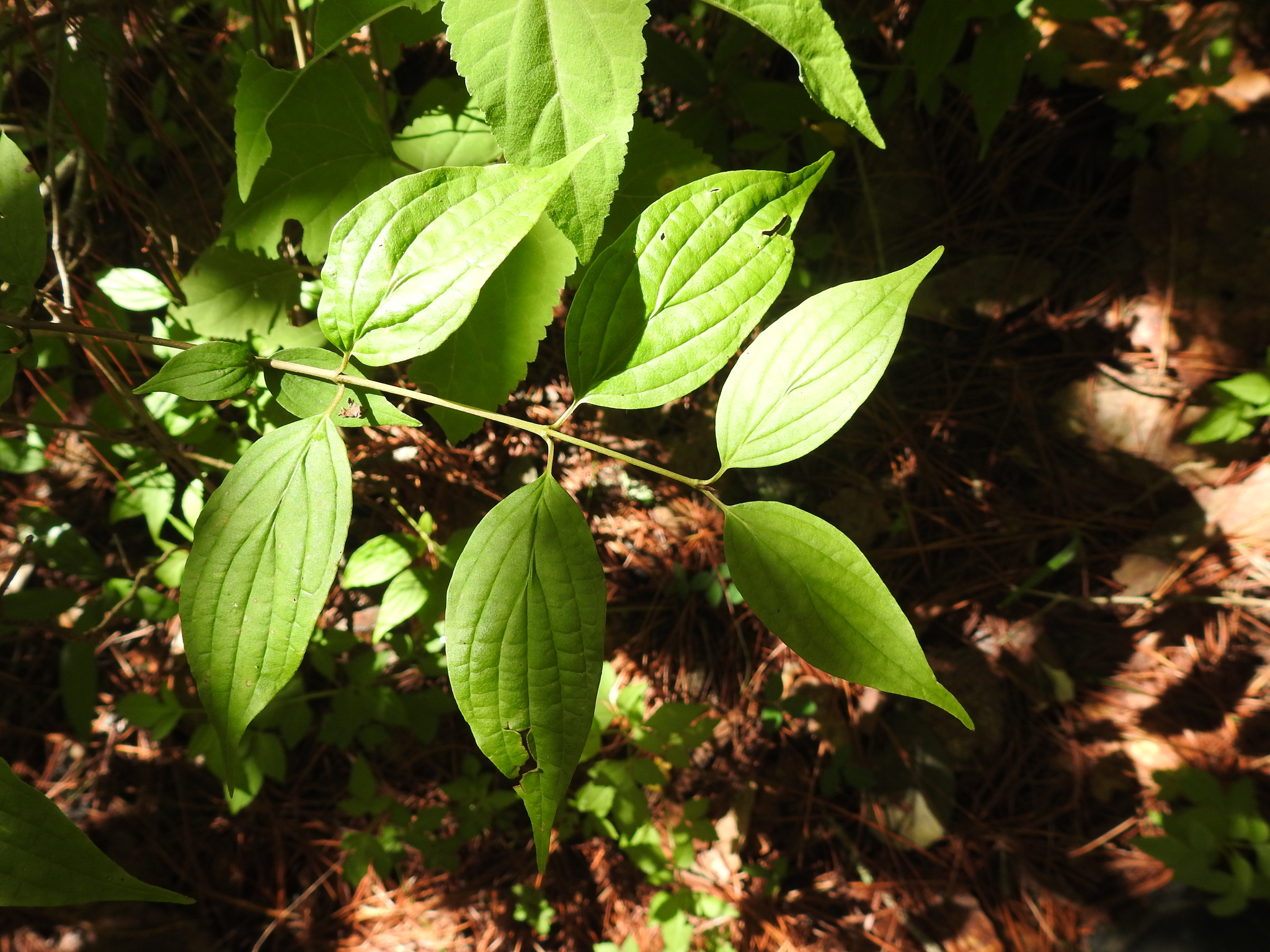 Cornus excelsa Kunth