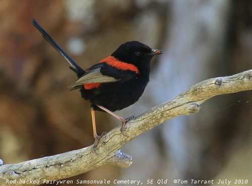Red-backed Fairy-wren (ReefBlitz 2015 Rowes Bay Common Bird Species ...