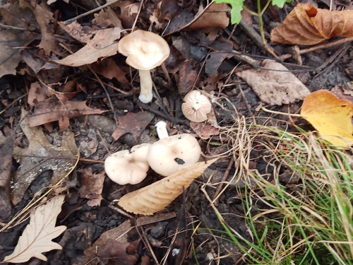 Observations by nicothoe · iNaturalist