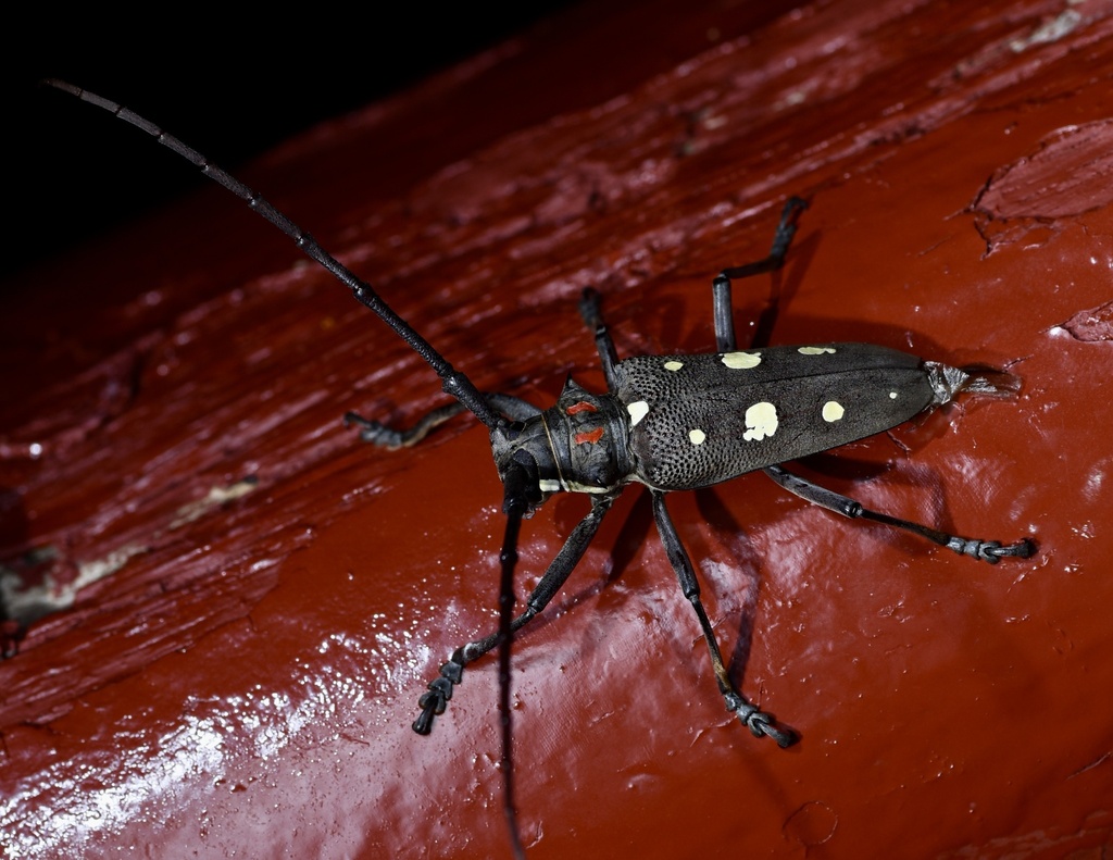 Mango Longhorn Beetle in September 2022 by 桃子 · iNaturalist
