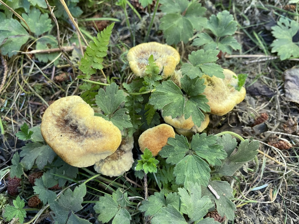 Dyer's Polypore from Olympic National Park, Forks, WA, US on September ...